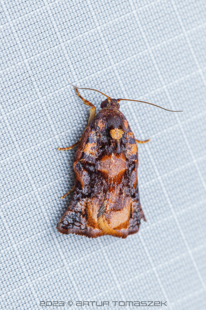 Archips machlopis in April 2023 by Artur Tomaszek · iNaturalist