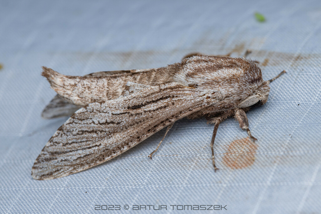 Panau in April 2023 by Artur Tomaszek · iNaturalist