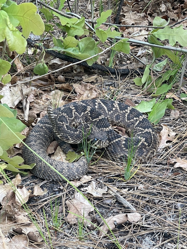 Eastern Diamondback Rattlesnake in April 2023 by Dylan Beck · iNaturalist