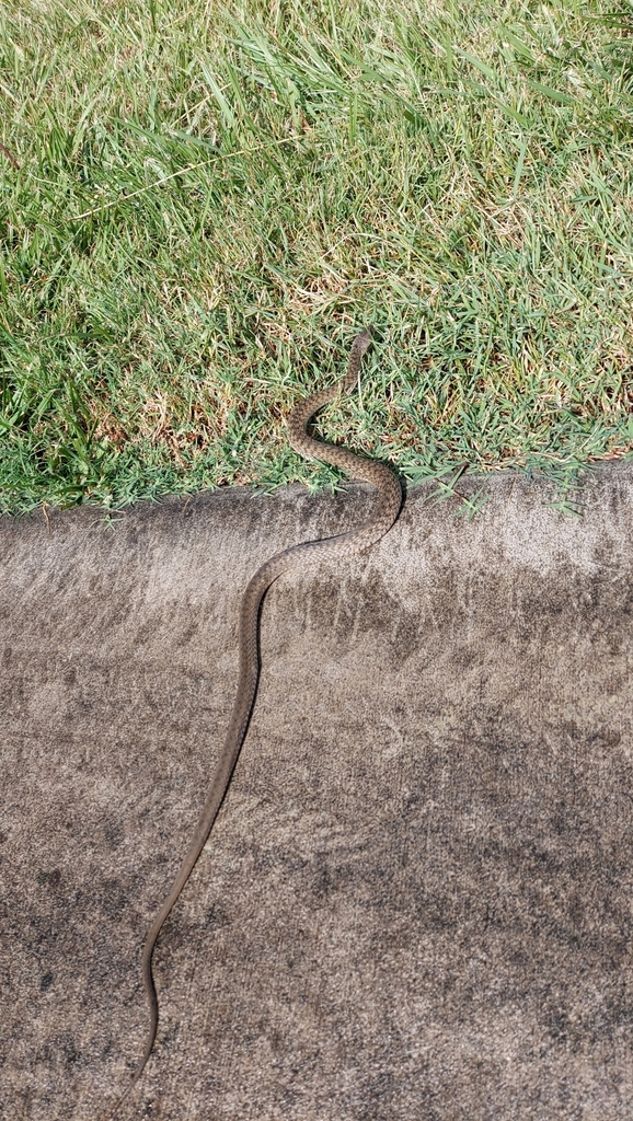 Freshwater Snake from Maroochydore QLD 4558, Australia on April 24 ...