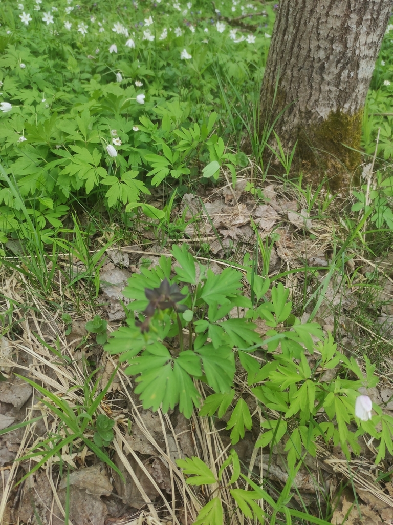 Hollowroot from Ms'tsislaw, BY-MA, BY on April 24, 2023 at 01:08 PM by ...