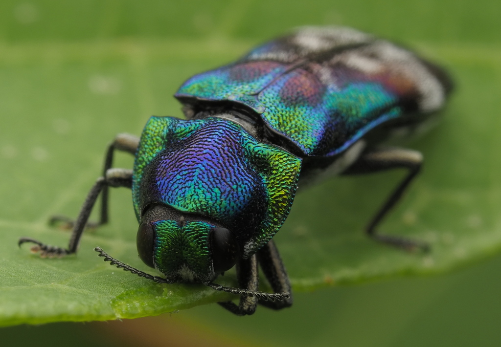 Coraebus hastanus in April 2023 by S Dowell · iNaturalist