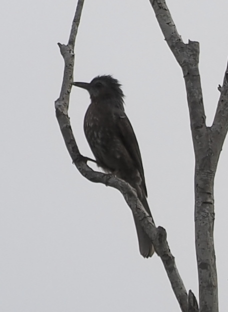 Brown-eared Bulbul in April 2023 by S Dowell · iNaturalist
