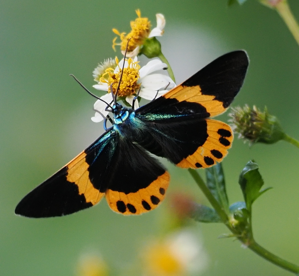 Milionia zonea in April 2023 by S Dowell · iNaturalist