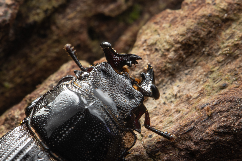 Nigidius lohi in April 2023 by ihenglan. 羅氏角葫蘆 · iNaturalist