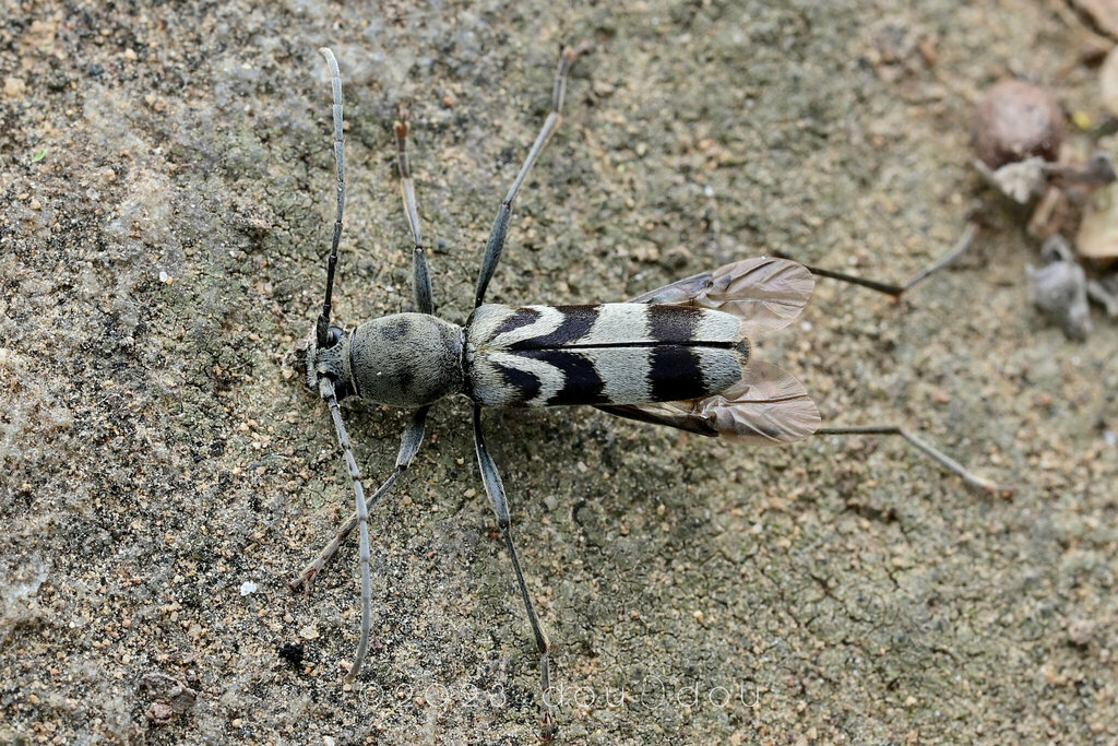 Demonax curvofasciatus from 中国江苏省南京市玄武区紫金山 on April 22, 2023 at 03:27 ...