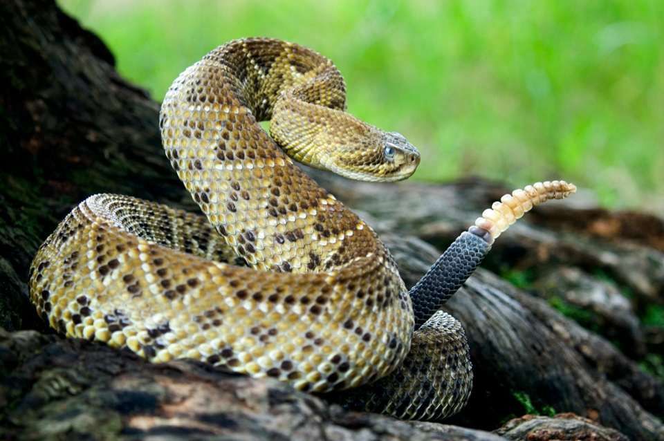 Basilisk Snake Real Life