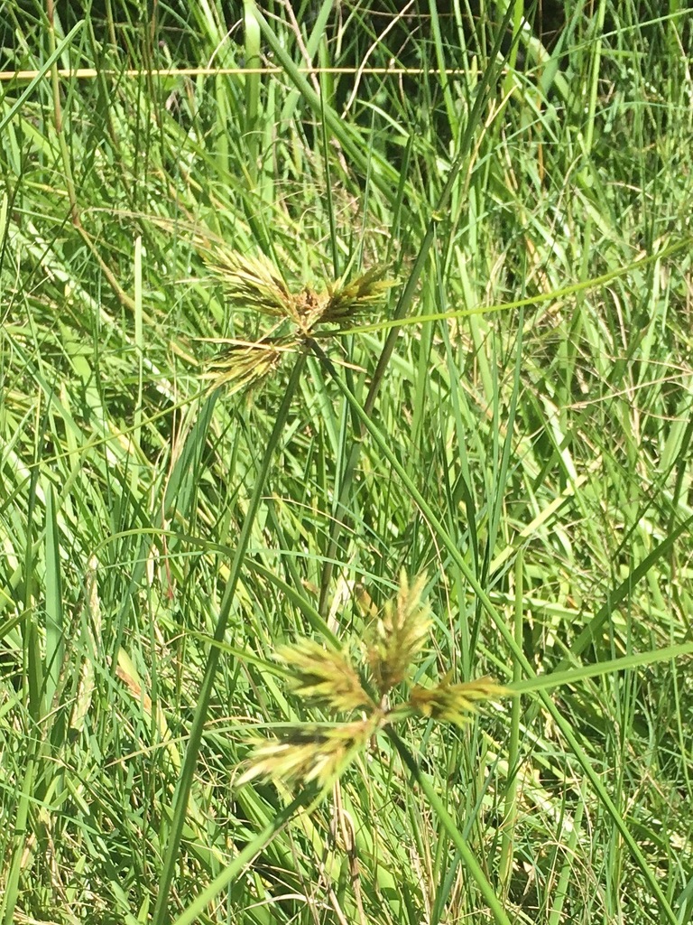 Bunchy flat-sedge (SPC Bay Pines STEM Center Flora and Fauna) · iNaturalist