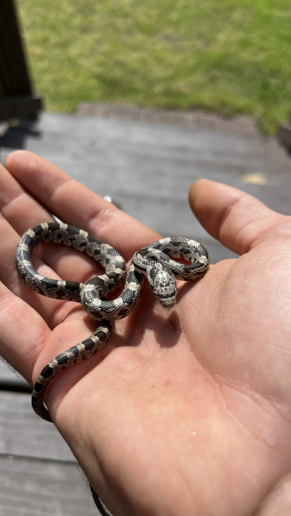 Gimkit - live learning game show