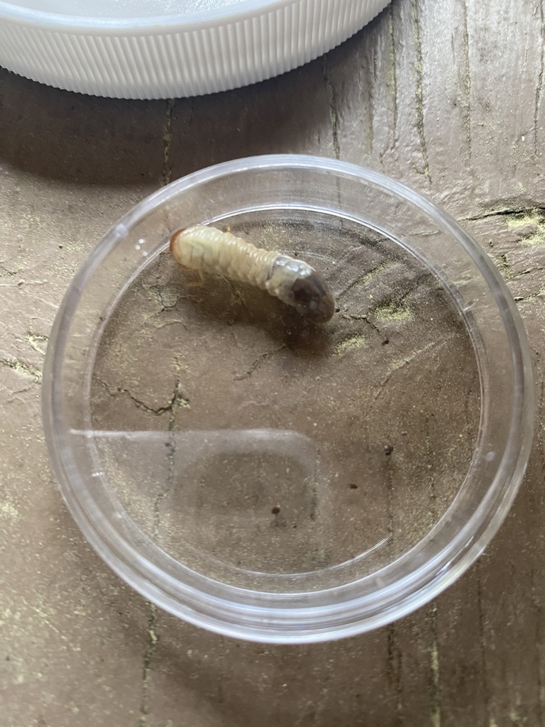 Scarabs from Bloomwood Rd, Columbia, SC, US on March 2, 2023 at 12:49 ...