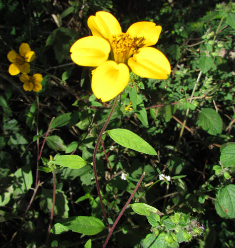Genus Wedelia · iNaturalist
