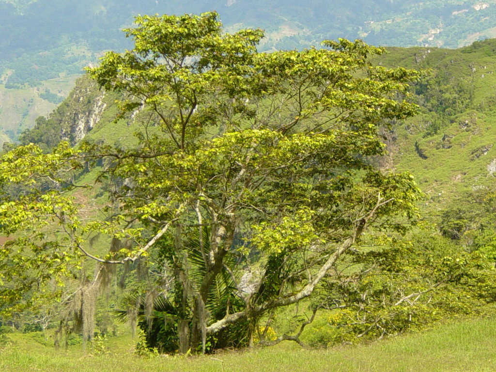 river koko from Hondo Valle, República Dominicana on October 24, 2004 ...