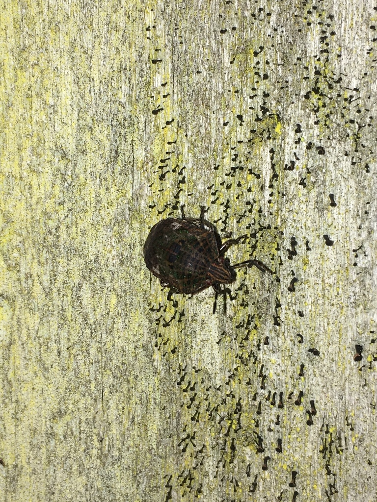 Jewel Bugs from Rioja, PE-SM, PE on October 15, 2018 at 04:00 PM by ...