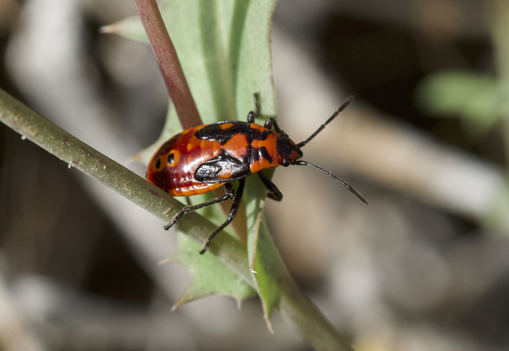 Spilostethus pandurus from La Huesilla, Esquinzo, Fuerteventura on ...