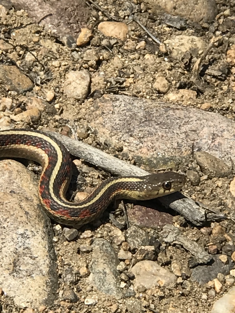 Red-sided Garter Snake in April 2023 by Linda Nies · iNaturalist