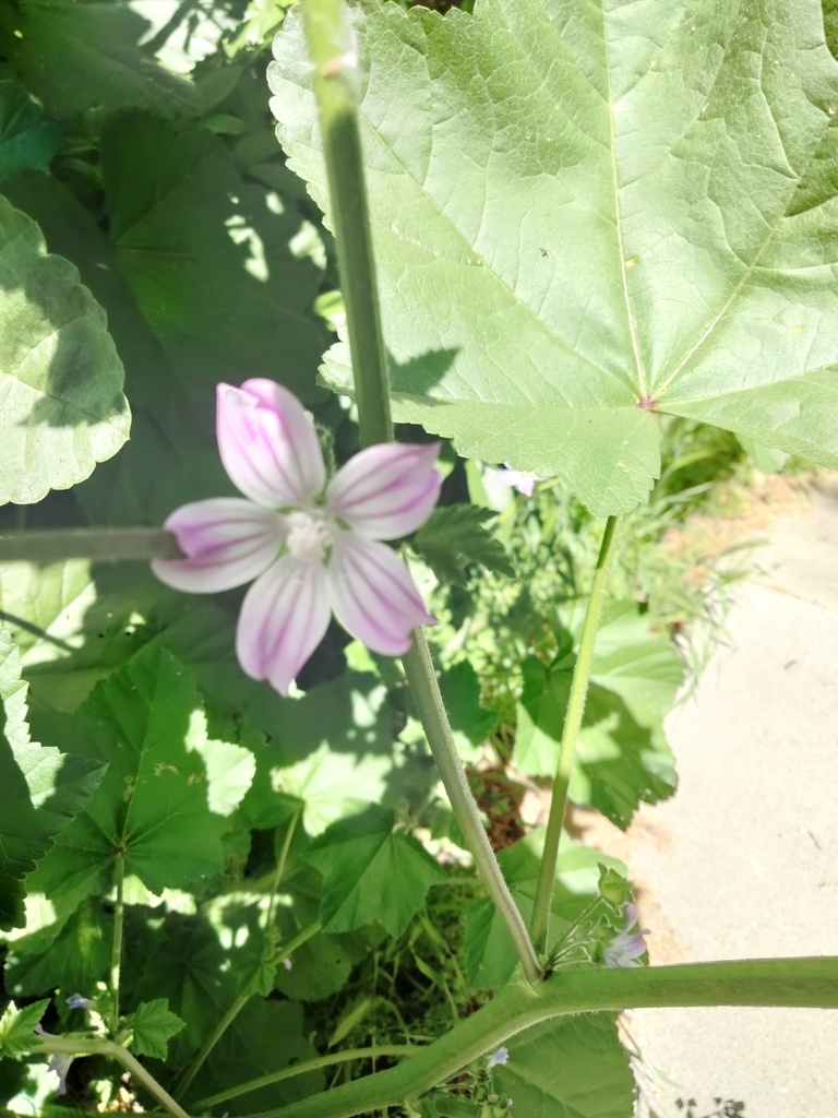 bull mallow from Cuesta Park, Mountain View, CA, USA on April 24, 2023 ...