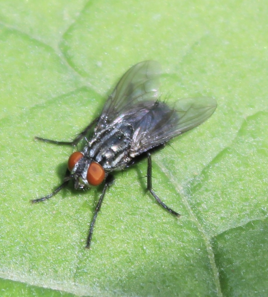 Typical Flesh Flies from Richardson, TX, USA on April 24, 2023 at 12:33 ...