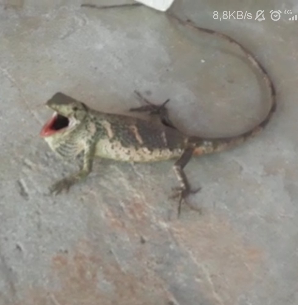 Common Monkey Lizard from Ponta Negra, RJ, Brasil on April 24, 2023 by ...
