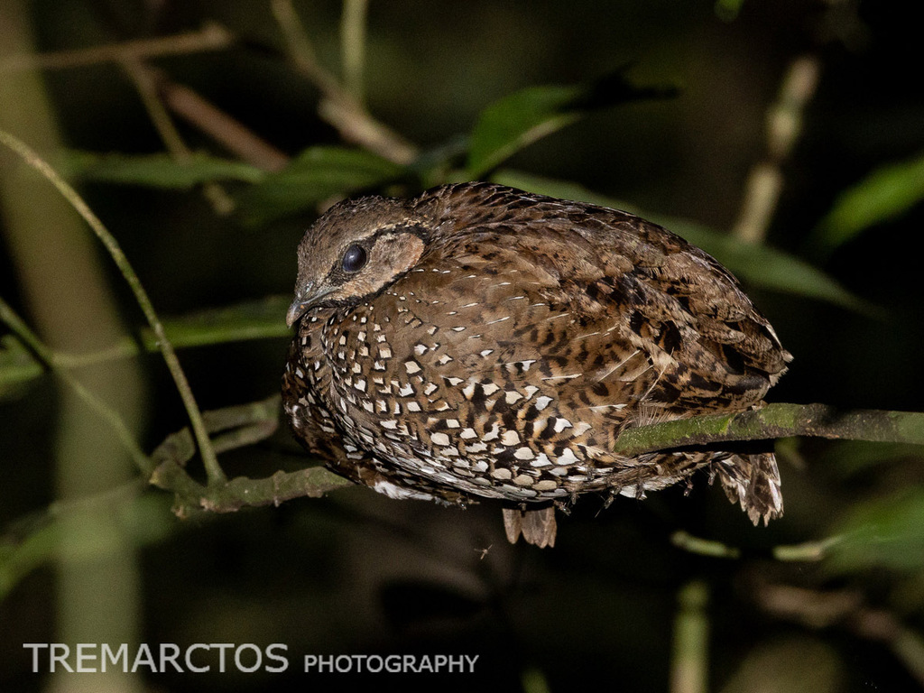 Forest Francolins (Peliperdix) - Avian Discovery