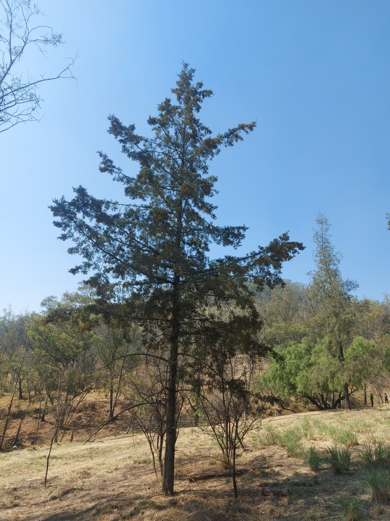 cedar of Goa from Parque Nacional Cerro de la Estrella, Ciudad de ...