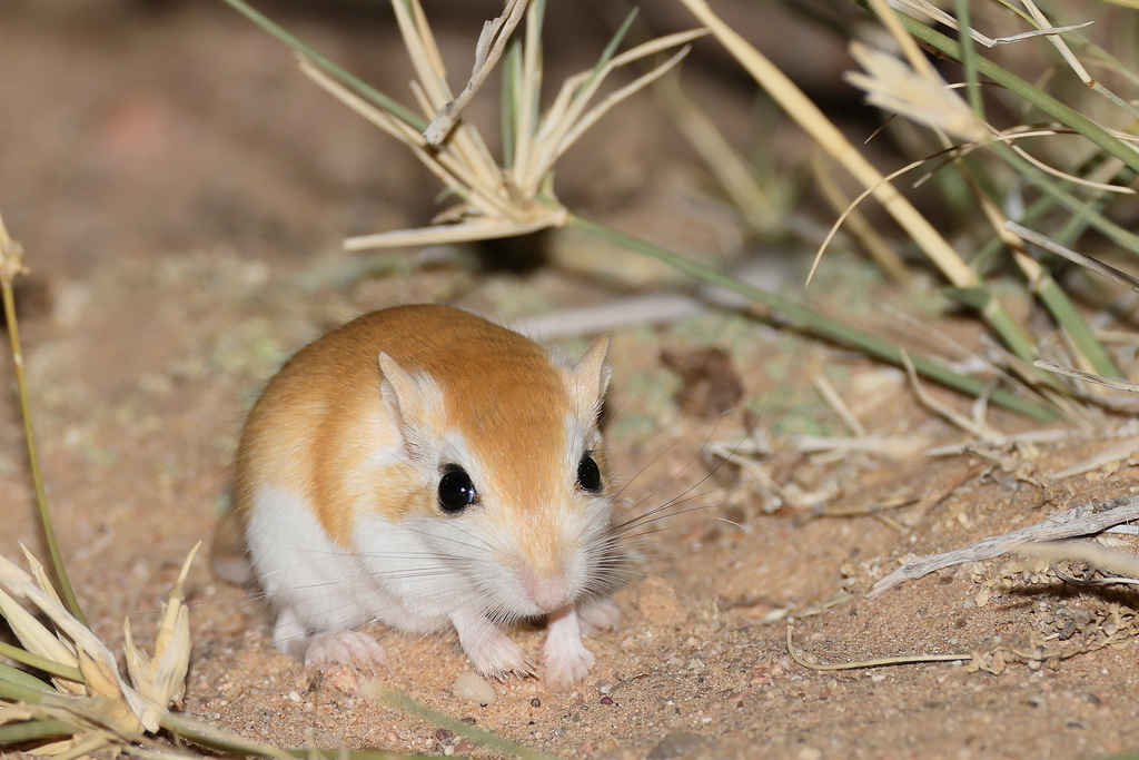 Lesser Egyptian Gerbil from Departamento de Bilma, Níger on April 24 ...