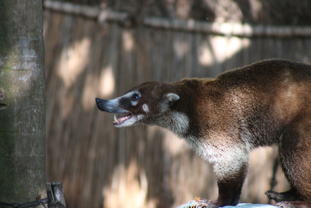 White-nosed Coati from Tulum Beach, Quintana Roo, Mexico on April 16 ...
