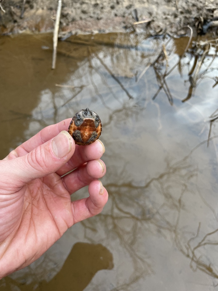 Intermediate Musk Turtle from E Elm St, Troy, AL, US on February 15 ...