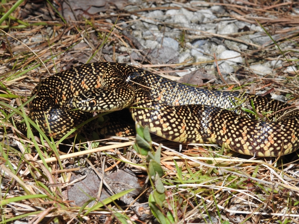 Eastern Kingsnake in February 2018 by Emily Gati · iNaturalist