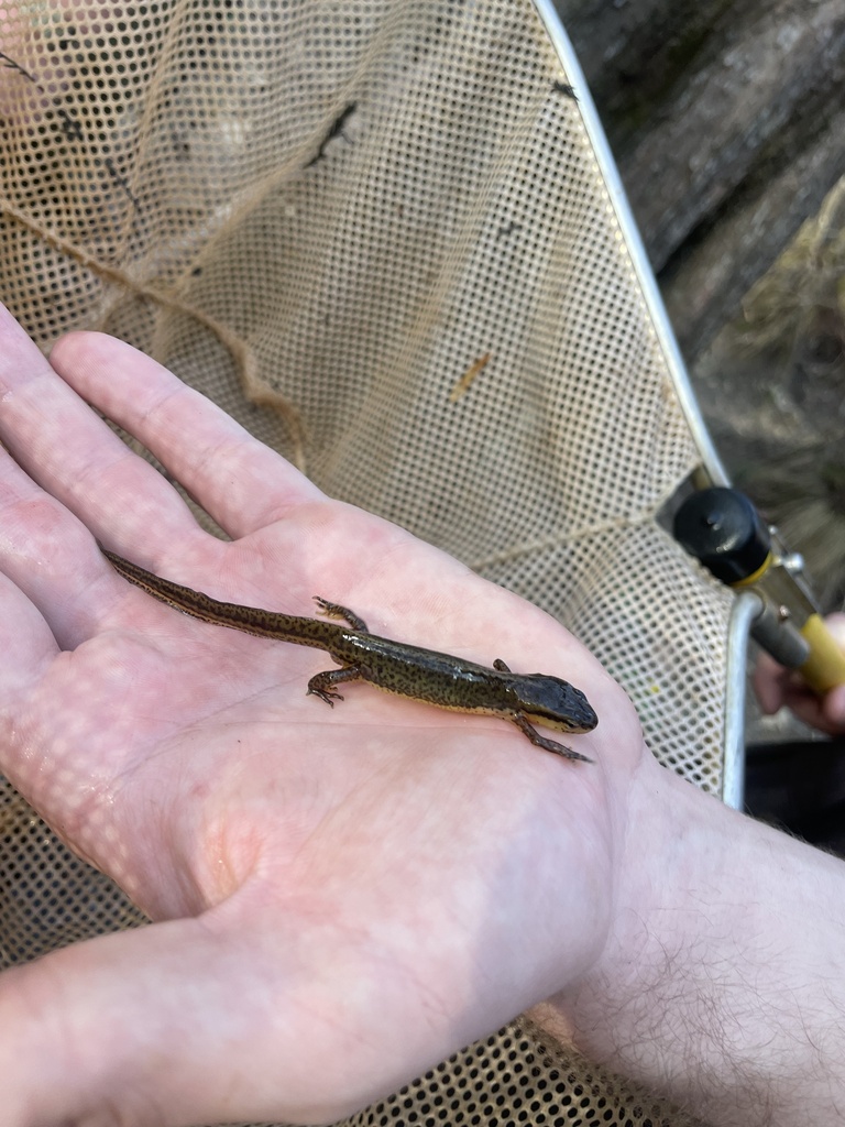 Eastern Newt from Troy, AL, US on February 22, 2023 at 04:16 PM by ...