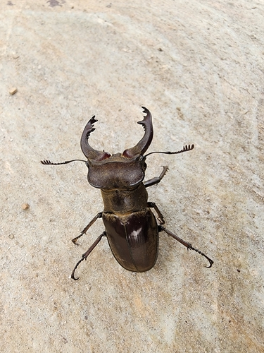 Lucanus smithi · Naturalista Costa Rica