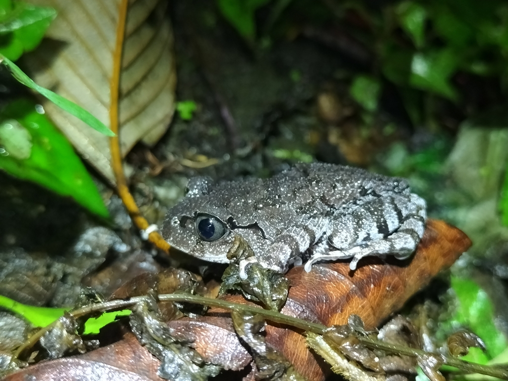 Bompu Litter Frog from 790114 on April 20, 2023 at 07:58 PM by Max ...