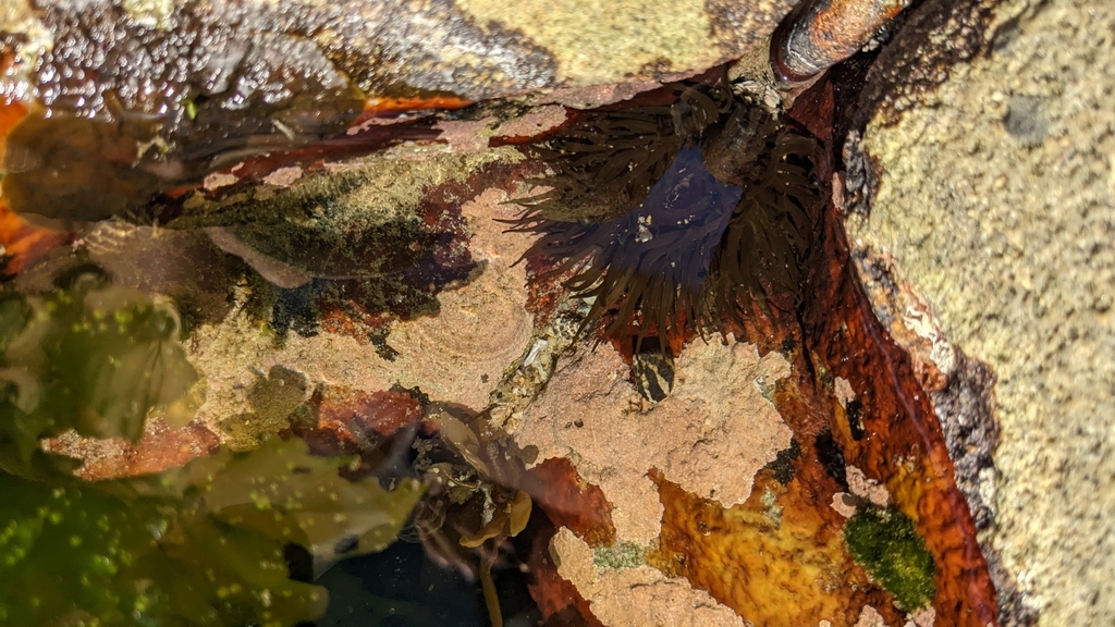 Green snakelock anemone from Yamba NSW 2464, Australia on April 08 ...