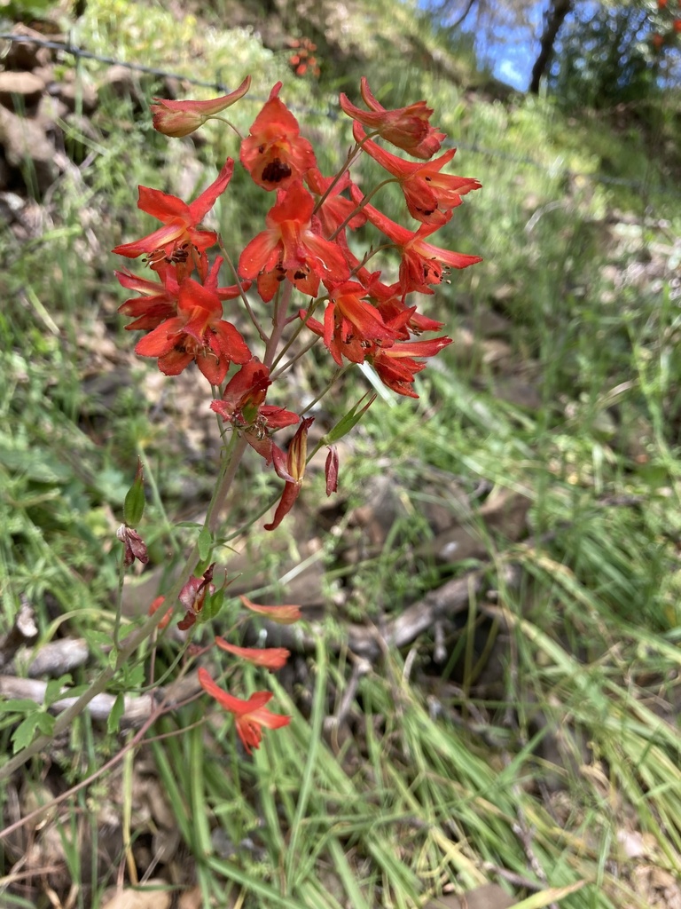 Red larkspur from Oroville, CA, US on April 22, 2023 at 12:48 PM by ...