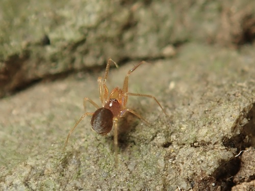 Telema nipponica · NaturaLista Colombia