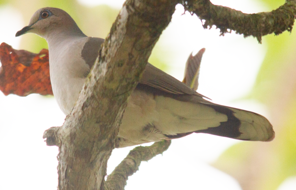 White-tipped Dove from Osa, CR-PU, CR on December 21, 2014 by Jono ...
