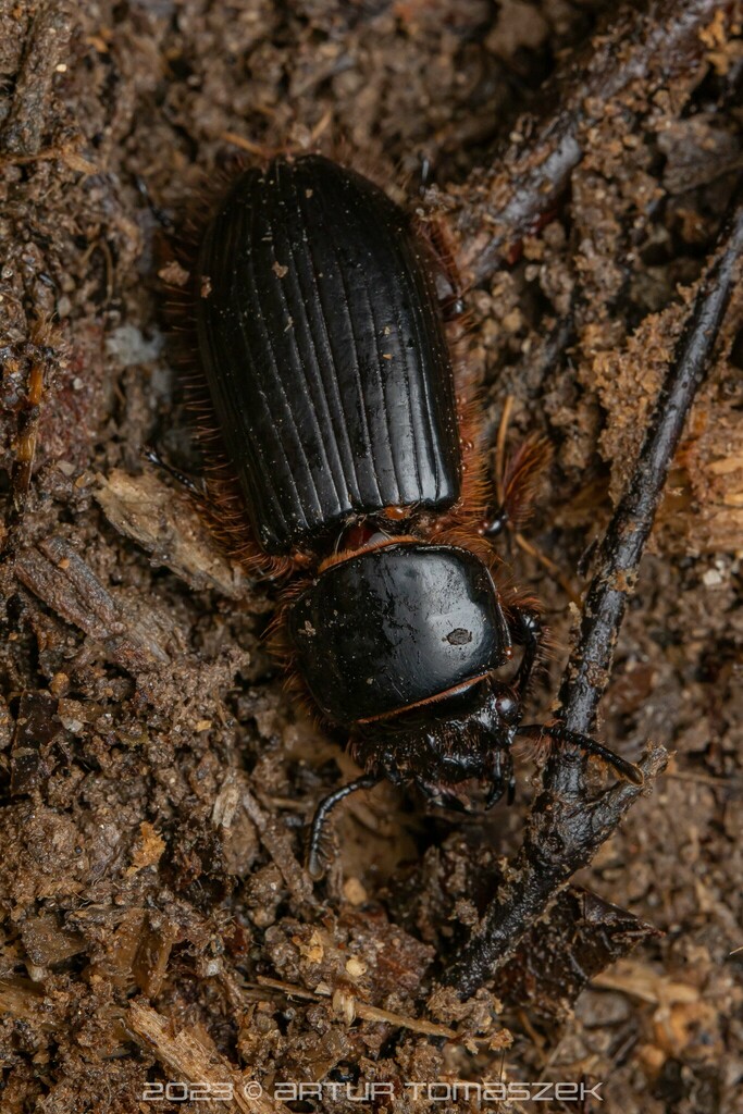 Bess Beetles in April 2023 by Artur Tomaszek · iNaturalist