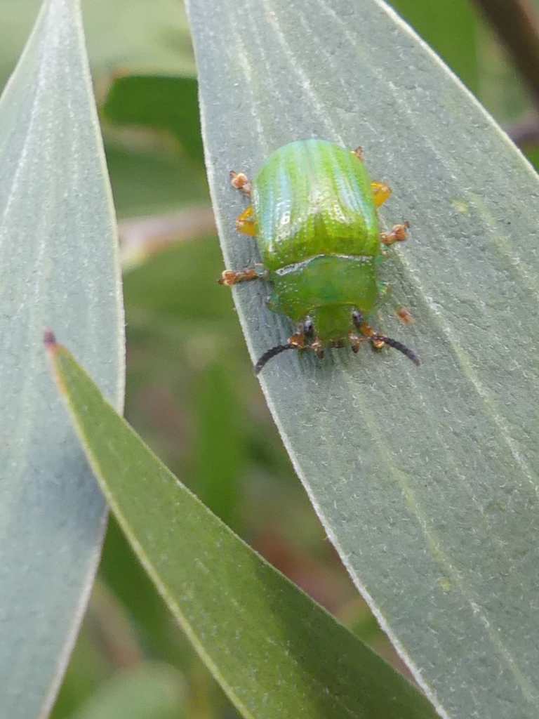 Calomela pallida from Rocky Hall NSW 2550, Australia on April 25, 2023 ...