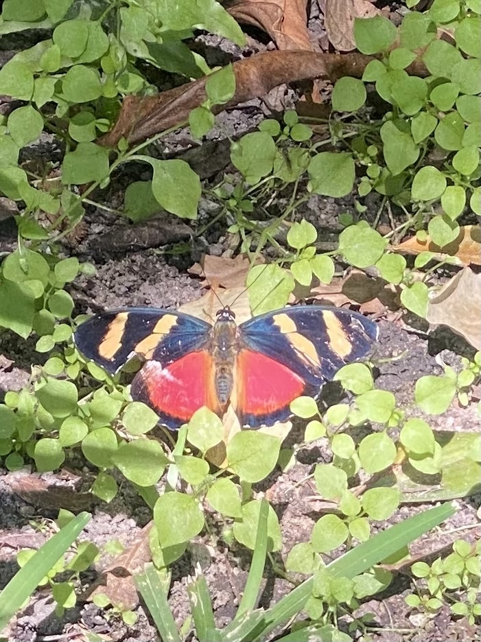 Butterflies and Moths from Central, ZM on April 25, 2023 at 01:36 PM by ...