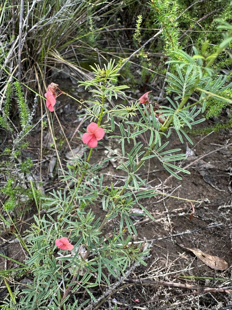 Warty Indigo from Garden Route District Municipality, South Africa on ...