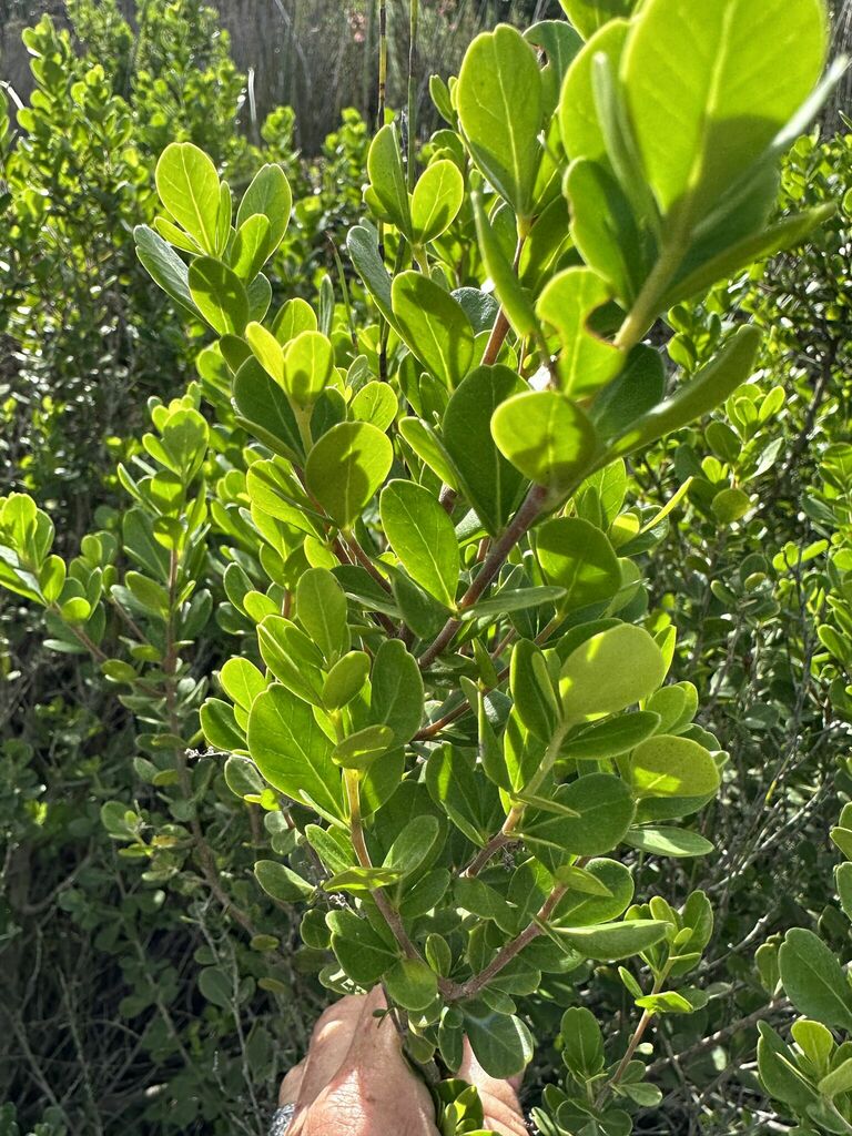 dicots from Garden Route District Municipality, South Africa on April ...