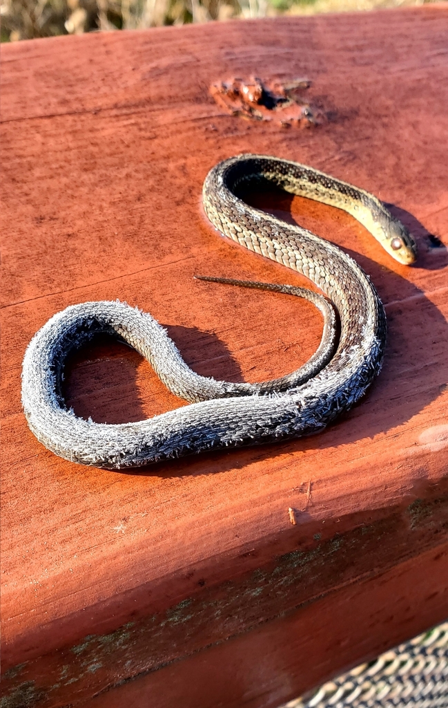 Eastern Garter Snake from Observatory, Kent, OH 44240, USA on April 25 ...