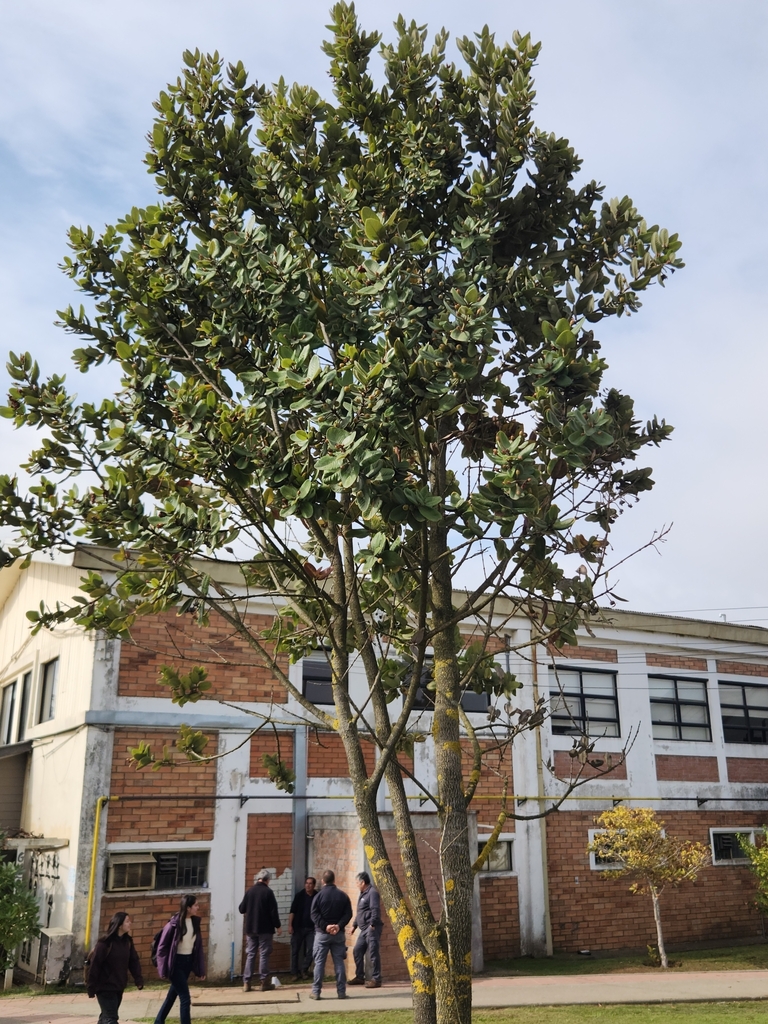 Ulmo from Concepción, Bío Bío, Chile on April 25, 2023 at 12:01 PM by ...