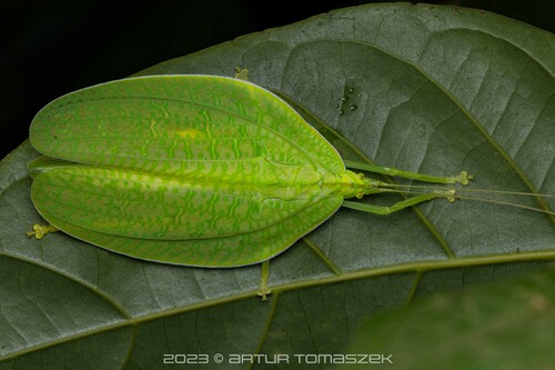 Tympanophyllum maculiventris · iNaturalist