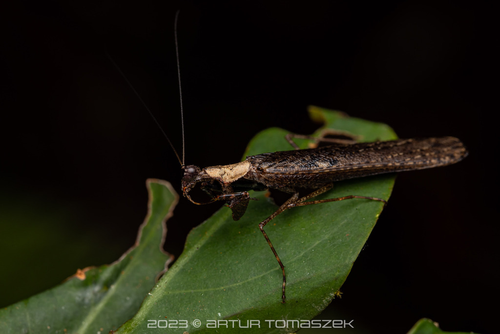 Acromantis in April 2023 by Artur Tomaszek · iNaturalist