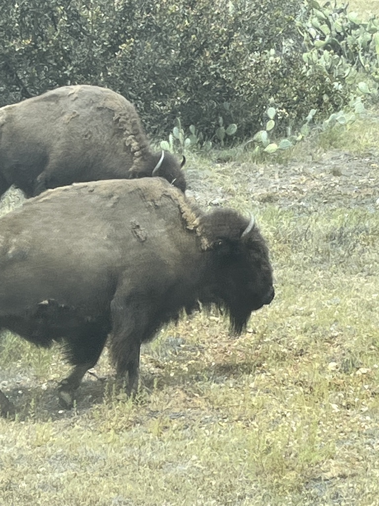 American Bison from Santa Catalina Island, CA, US on May 01, 2022 at 12 ...