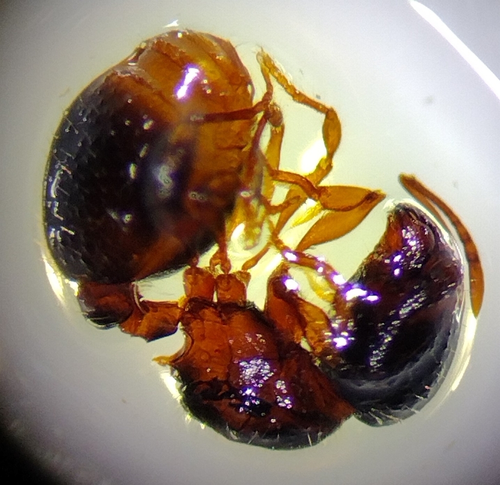 American Mite-eating Ant from Blocker Hall, Norfolk, VA 23502, USA on ...