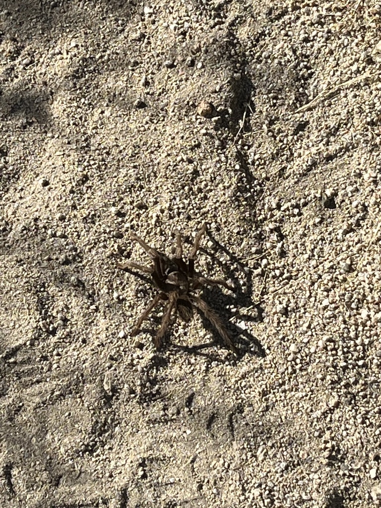 Desert Tarantula from Joshua Tree National Park, Joshua Tree, CA, US on ...