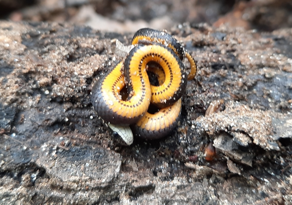 Gimkit - live learning game show