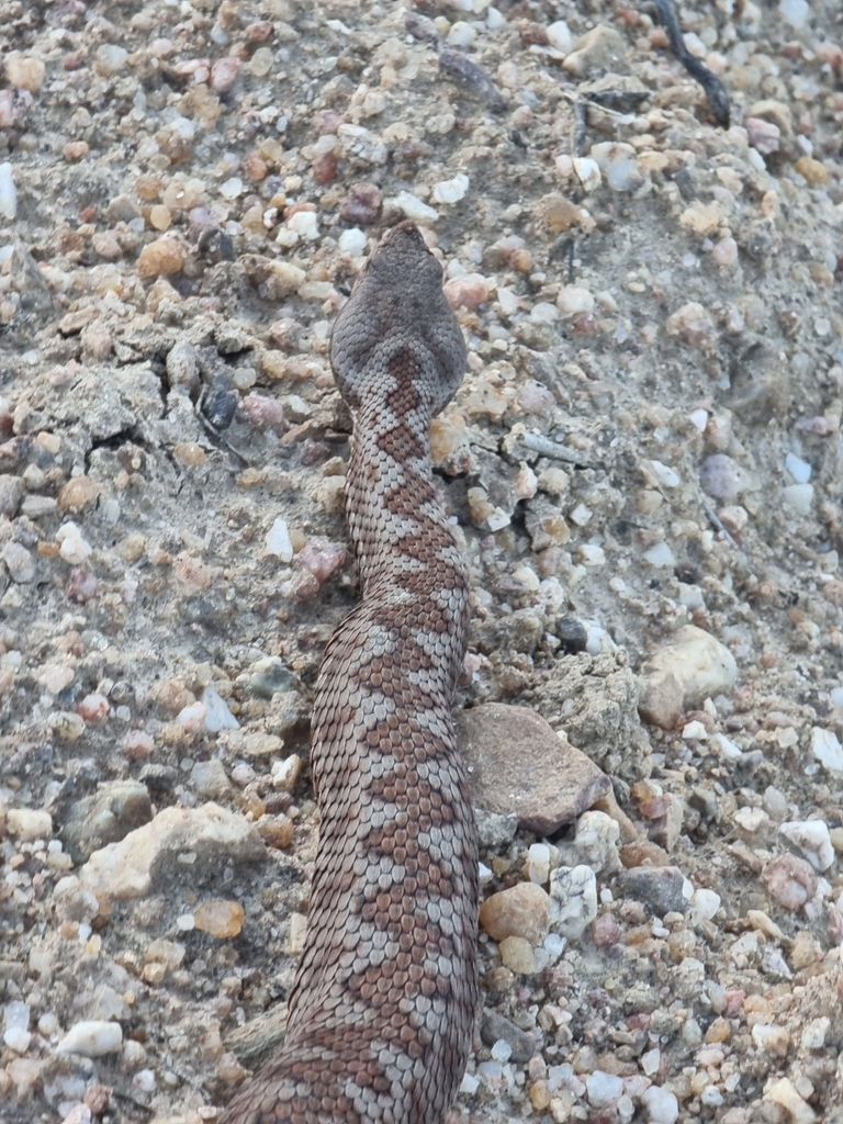 Lataste's Viper in April 2023 by kitty and birdy · iNaturalist