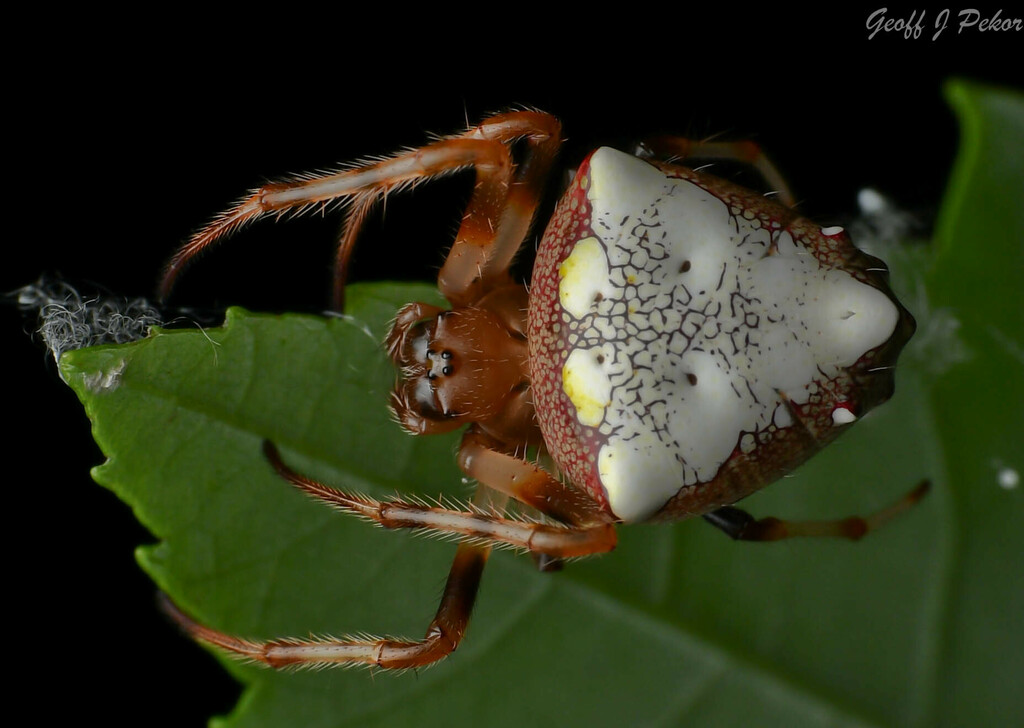 Arrowhead Orbweaver from LaSalle, ON, Canada on July 29, 2022 at 12:45 AM by Geoff Pekor ...